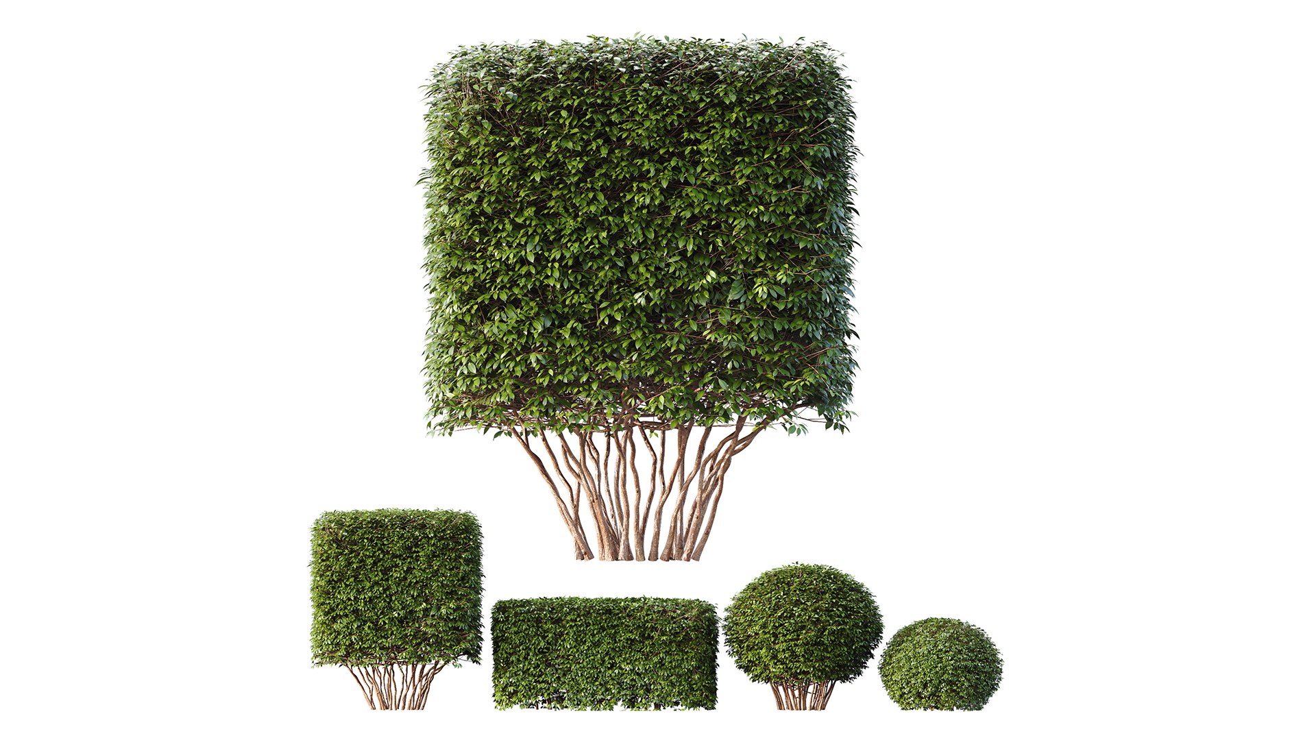 3D HQ Dwarf Yaupon Holly Spherical Cone Spherical Box hedge ...