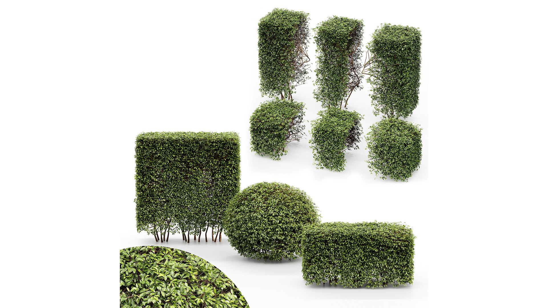 3D HQ Dwarf Yaupon Holly Spherical Cone Spherical Box hedge ...