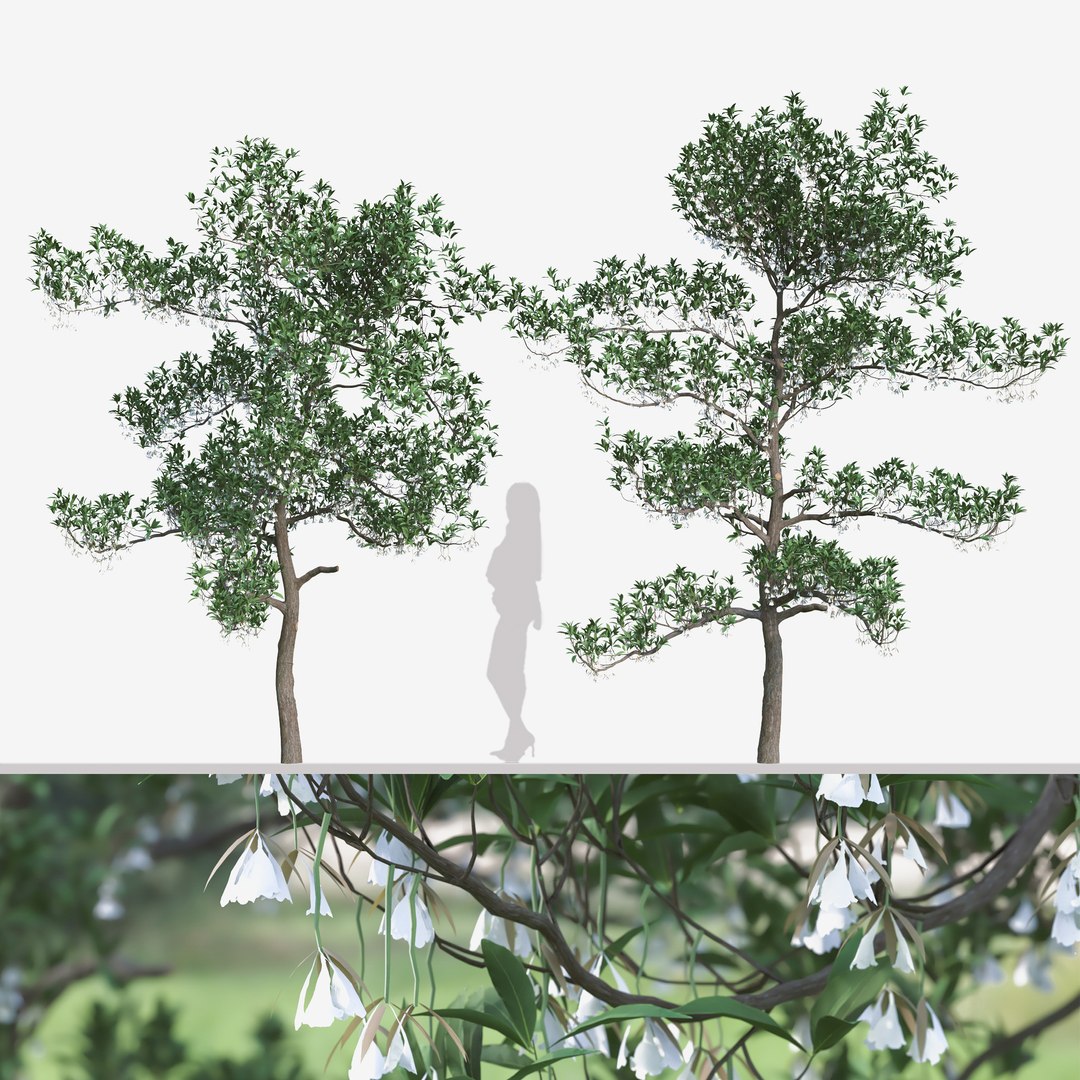 Set of Elaeocarpus Hainanensis or Hainan Elaeocarpus Trees 3D ...