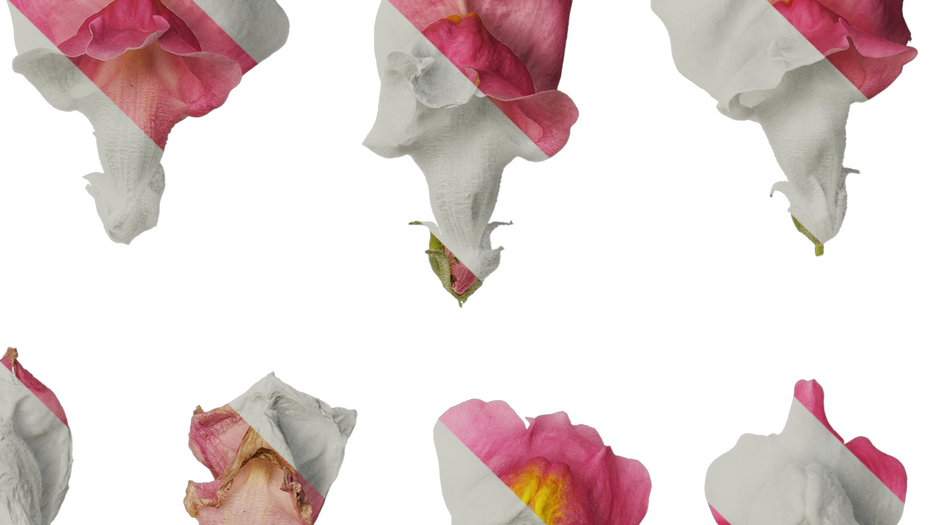 3D Model Anydrafts Antirrhinum Majus Flower 01 Textures - TurboSquid ...