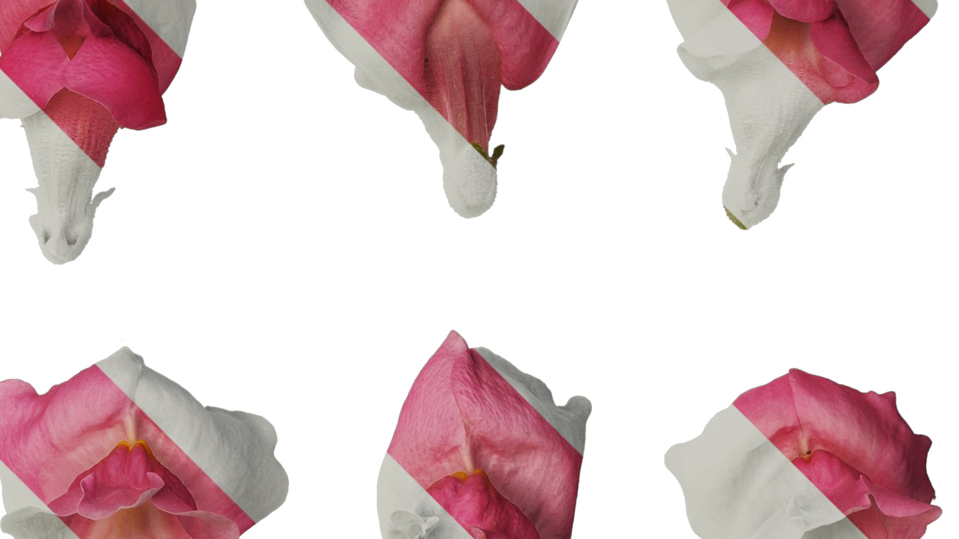 3D Model Anydrafts Antirrhinum Majus Flower 01 Textures - TurboSquid ...