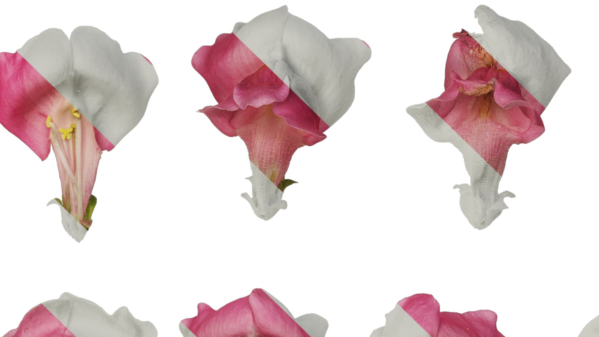 3D Model Anydrafts Antirrhinum Majus Flower 01 Textures - TurboSquid ...