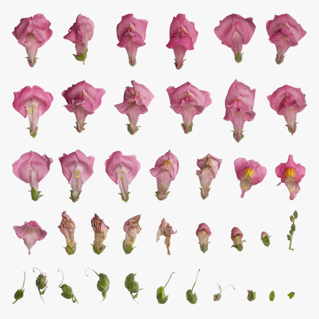 3D Model Anydrafts Antirrhinum Majus Flower 01 Textures - TurboSquid ...