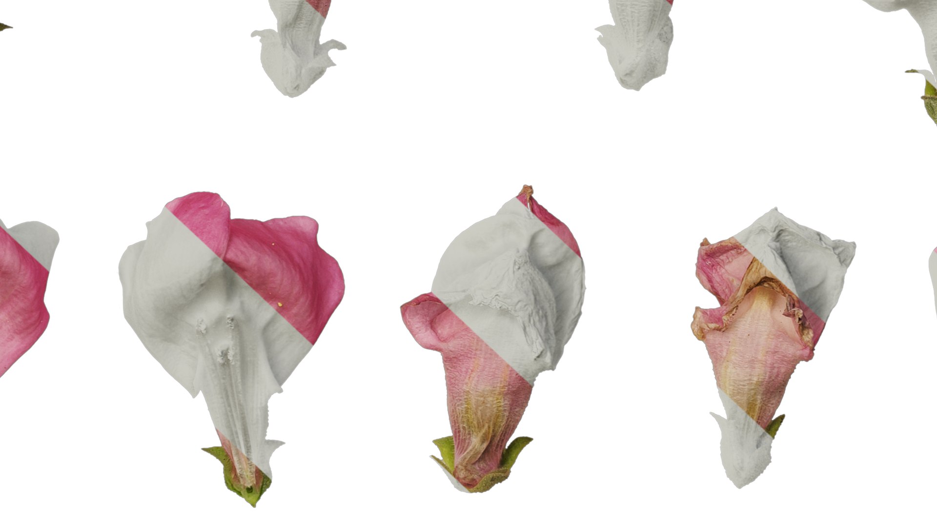 3D Model Anydrafts Antirrhinum Majus Flower 01 Textures - TurboSquid ...