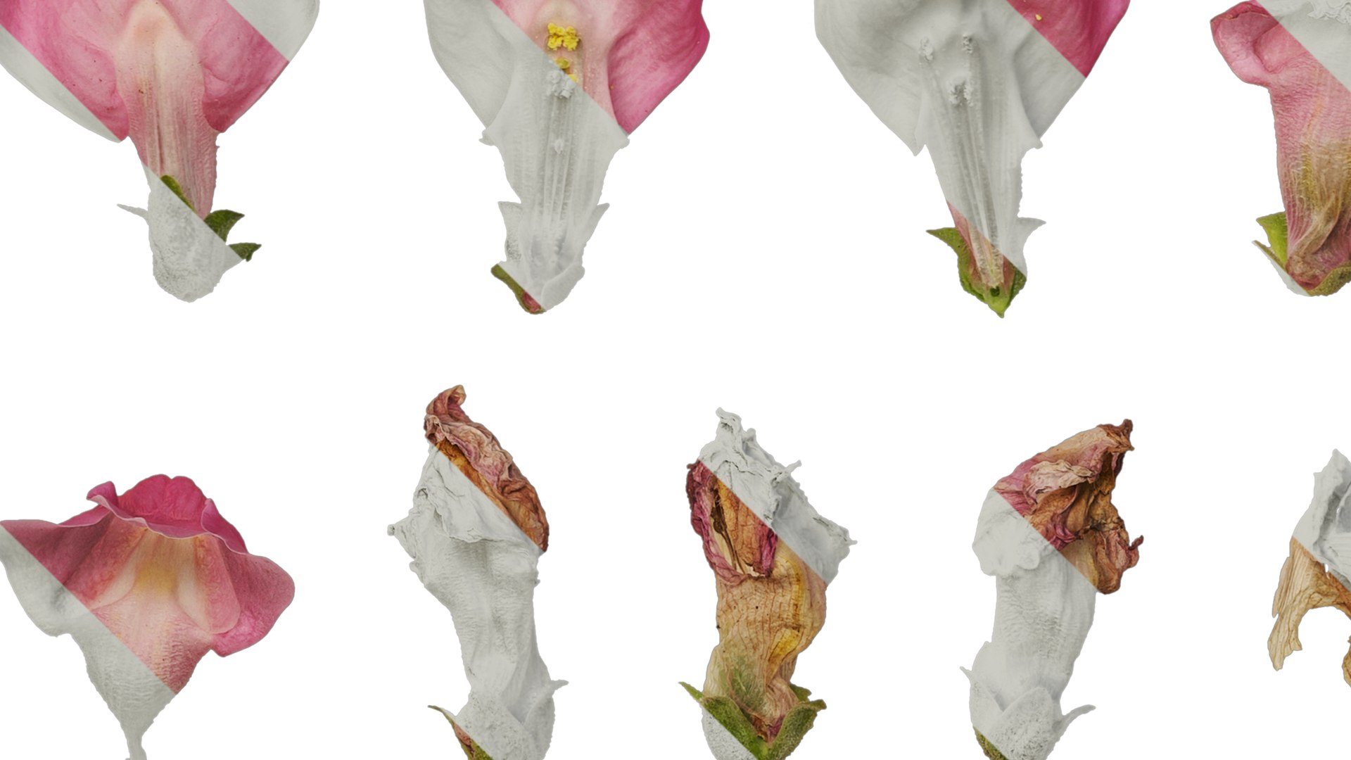 3D Model Anydrafts Antirrhinum Majus Flower 01 Textures - TurboSquid ...