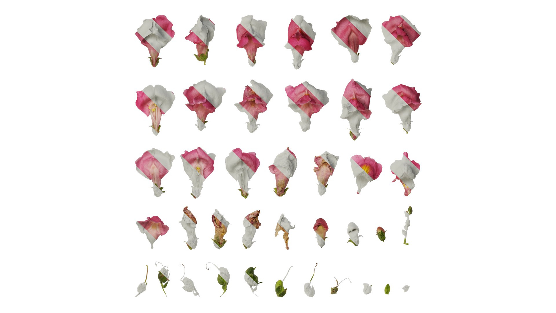 3D Model Anydrafts Antirrhinum Majus Flower 01 Textures - TurboSquid ...