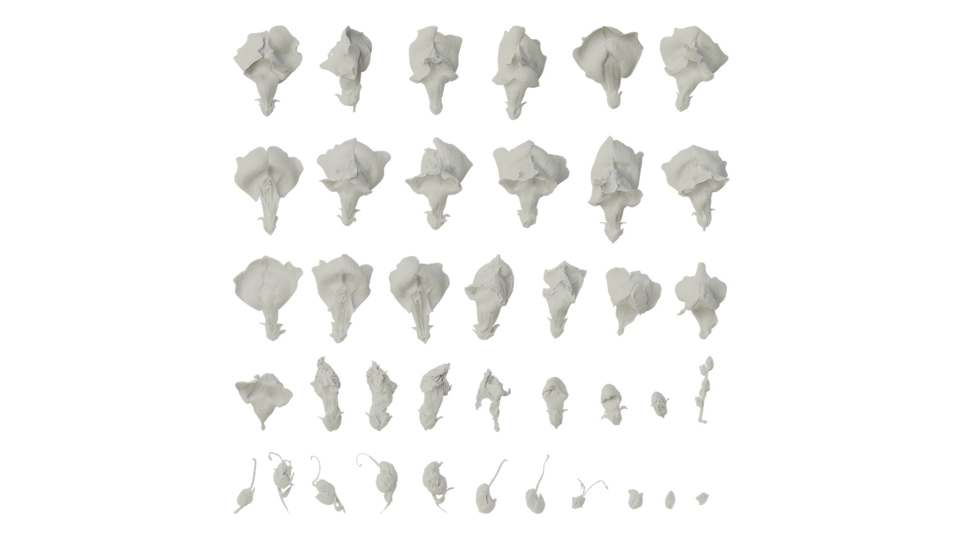 3D Model Anydrafts Antirrhinum Majus Flower 01 Textures - TurboSquid ...