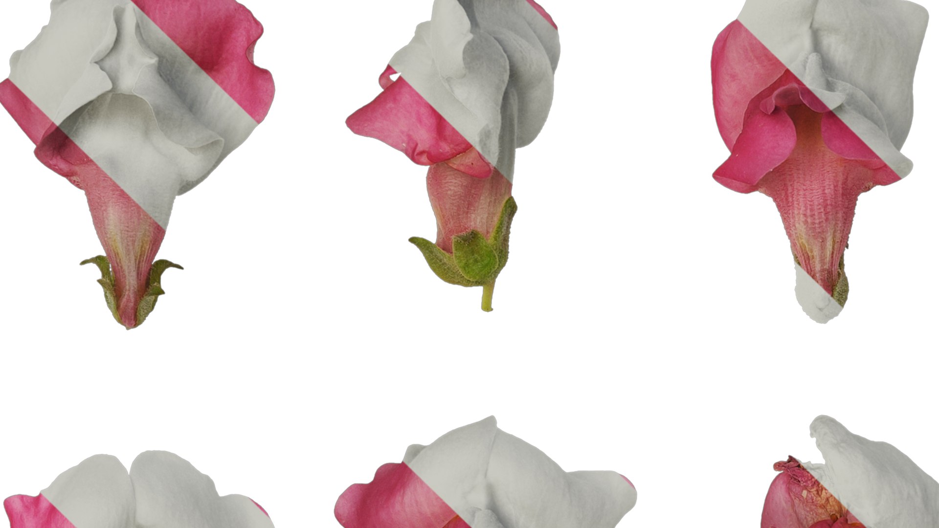 3D Model Anydrafts Antirrhinum Majus Flower 01 Textures - TurboSquid ...