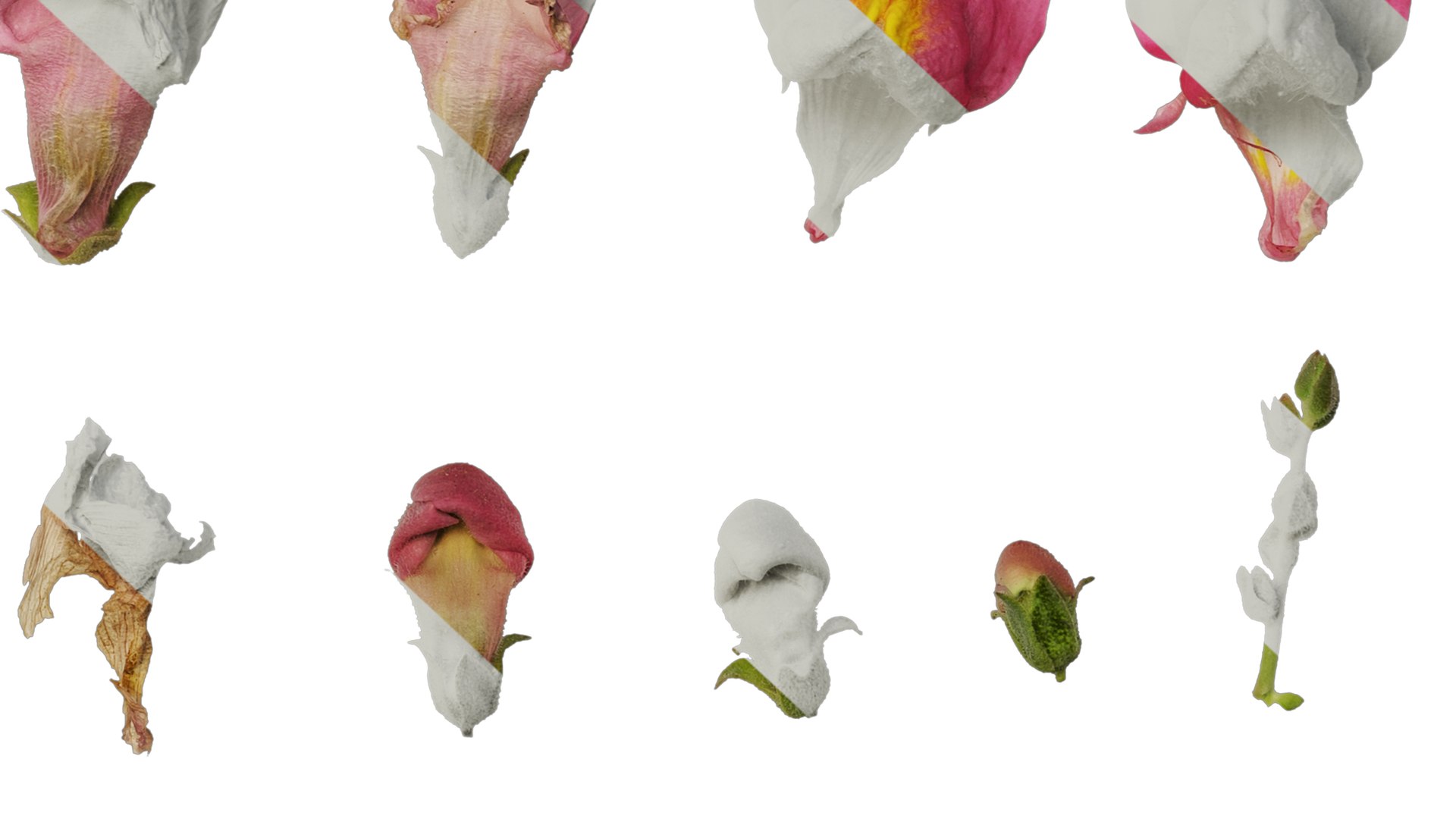 3D Model Anydrafts Antirrhinum Majus Flower 01 Textures - TurboSquid ...
