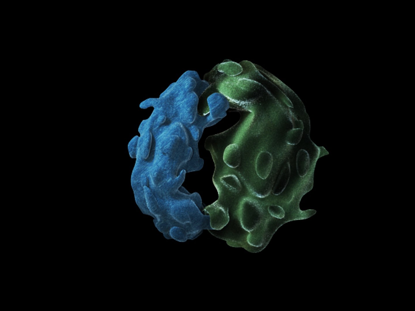Ribosomes Amino Acids Ma