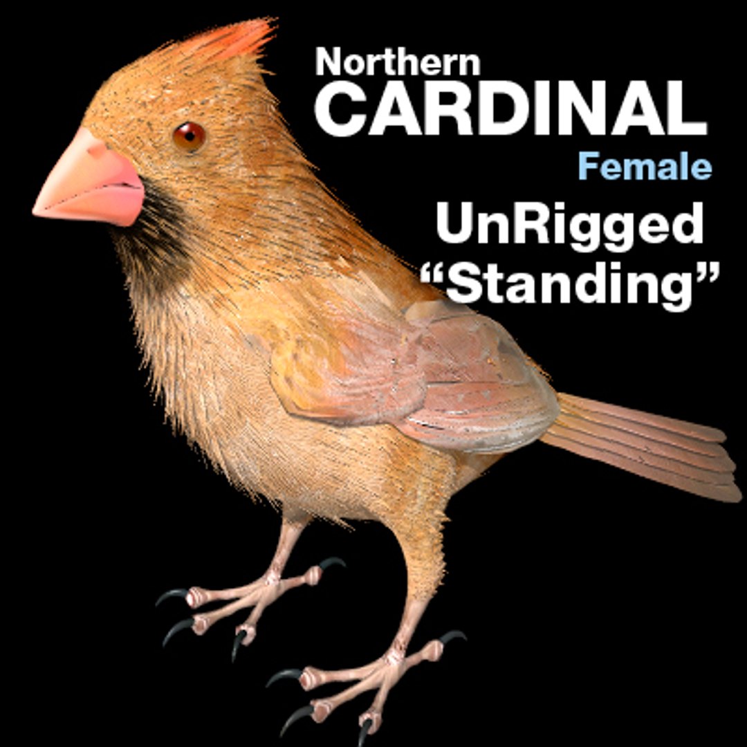 Maya Cardinal - Female Standing
