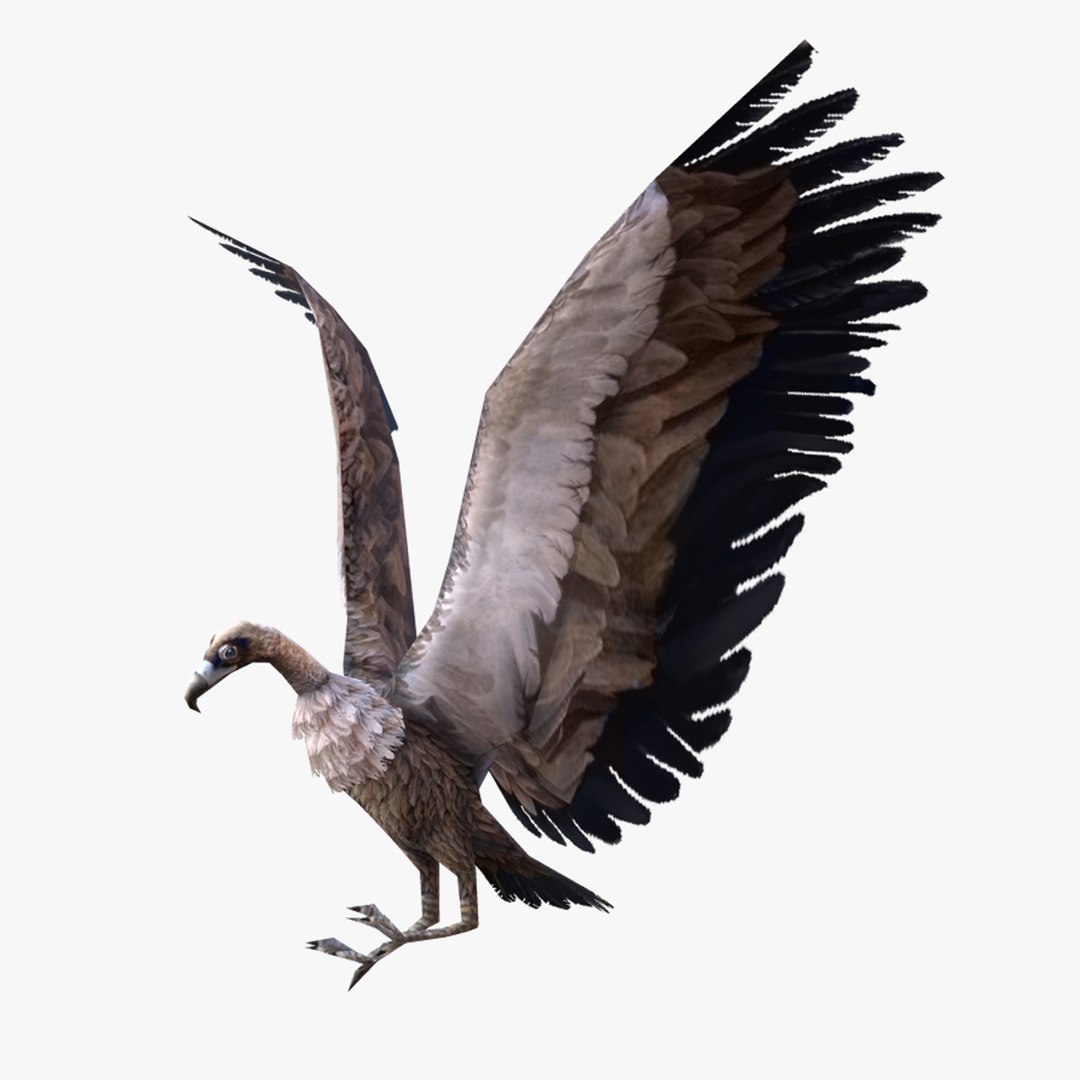 Animated Vulture 3D Model - TurboSquid 2152706