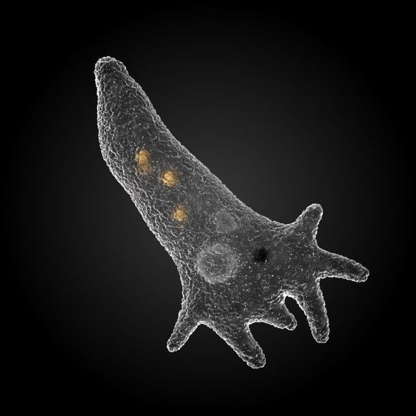 modelo 3d ameba - ameba proteus - TurboSquid 644498