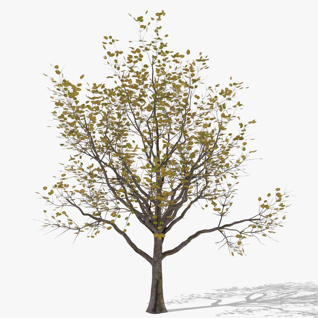 3D Ceratoni Autumn Hight Model - TurboSquid 1626748