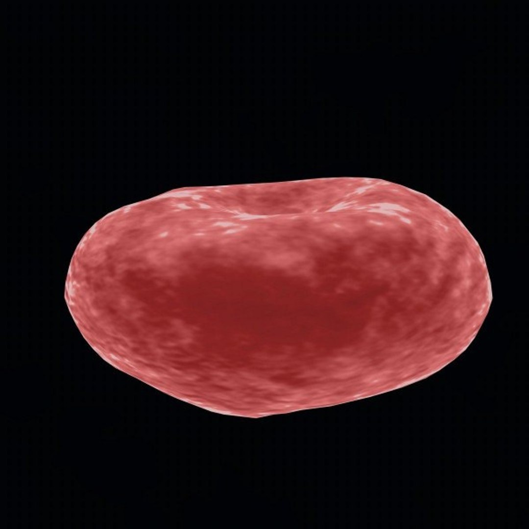 blood cell 3d model