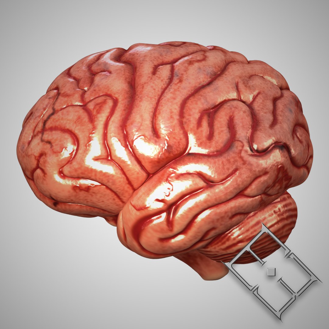 Human Brain Obj