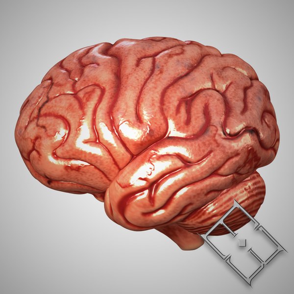 human brain obj