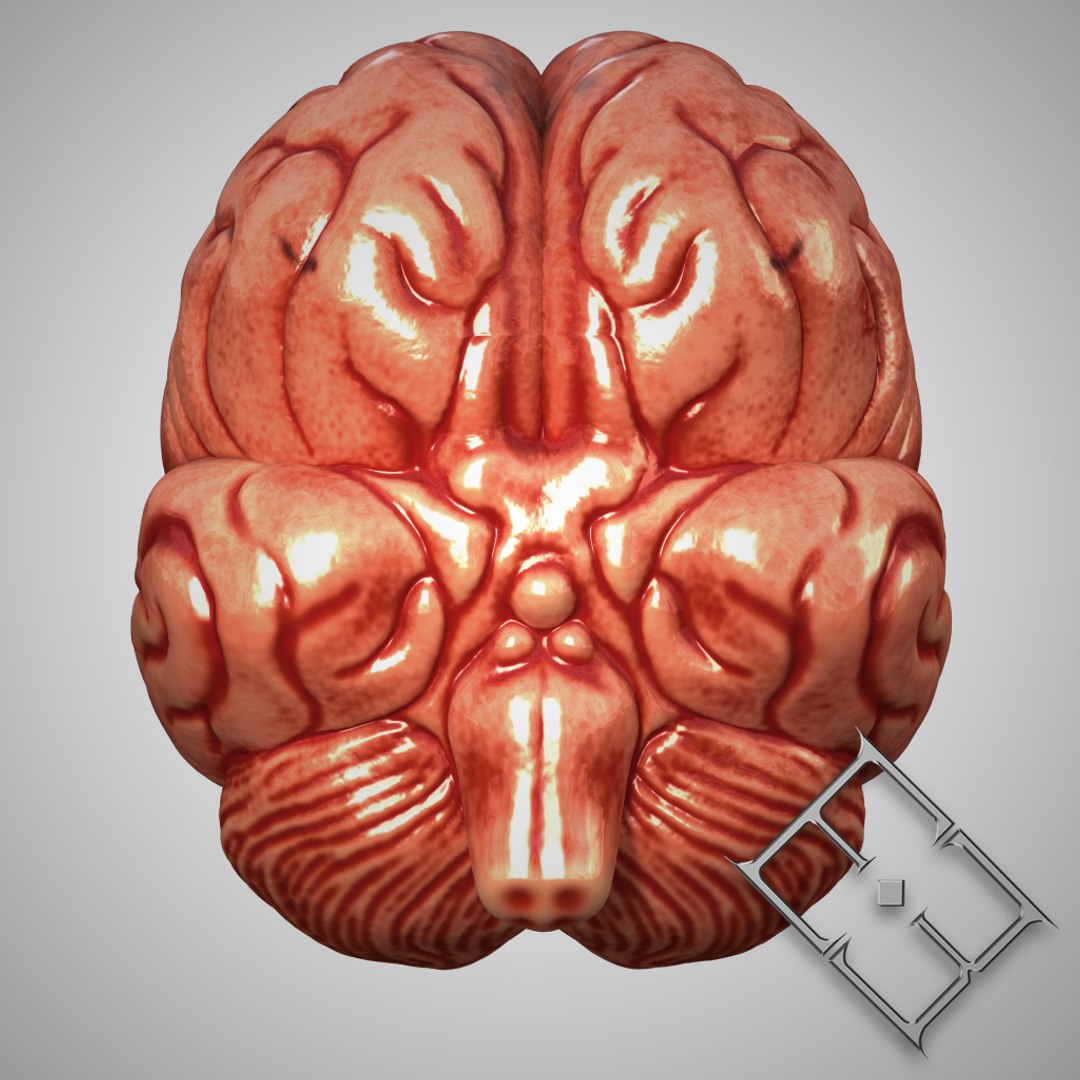 Human Brain Obj