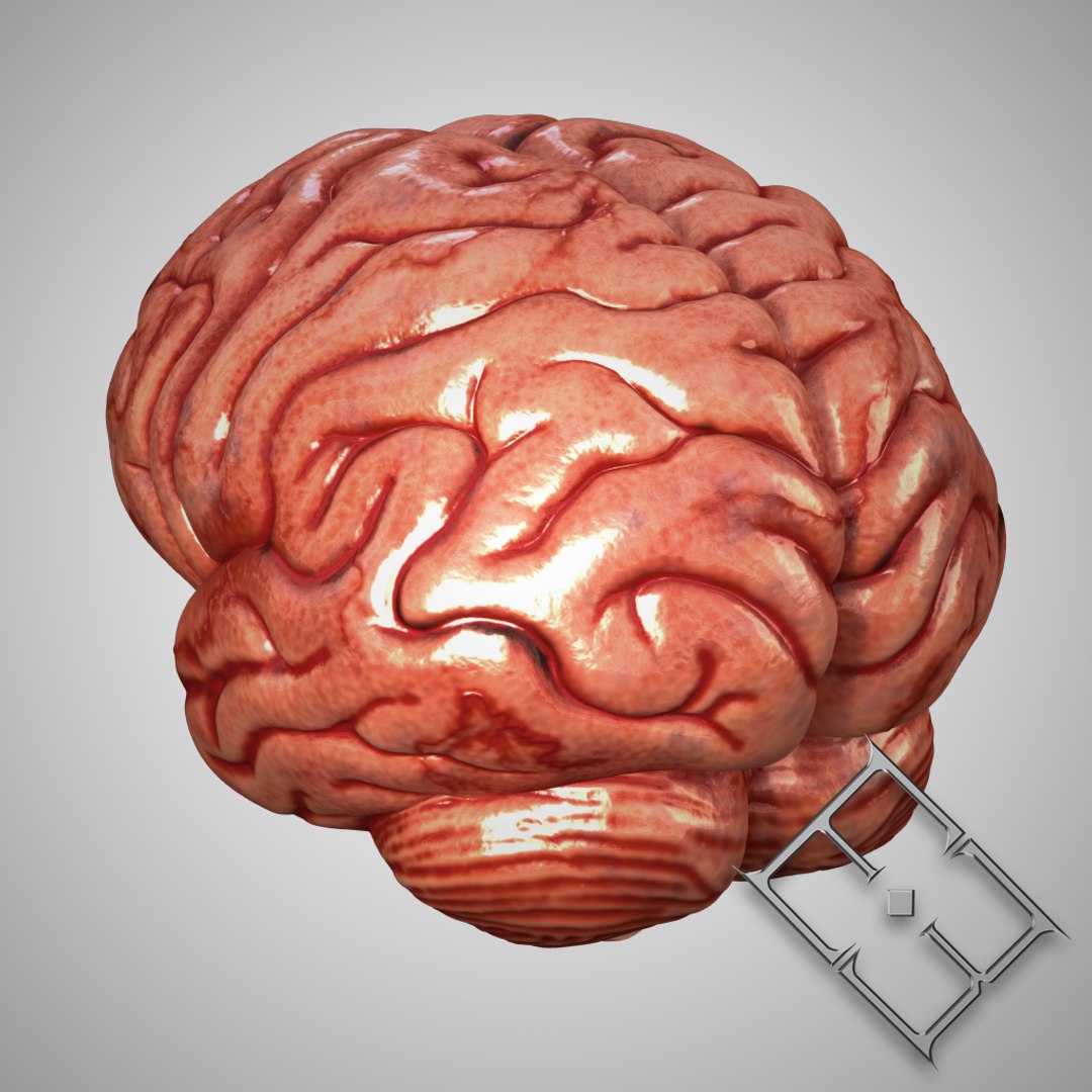 Human Brain Obj