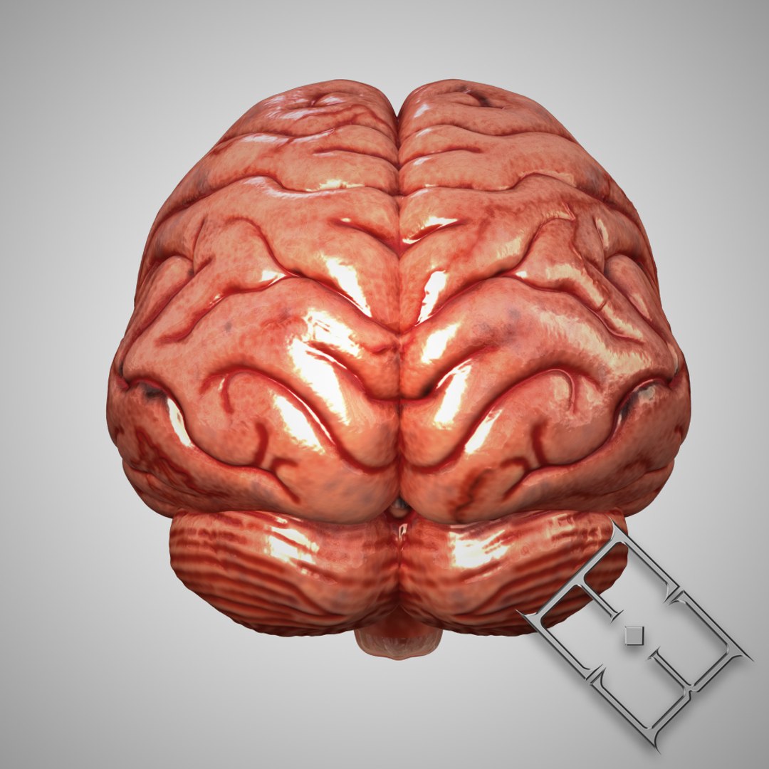 Human Brain Obj