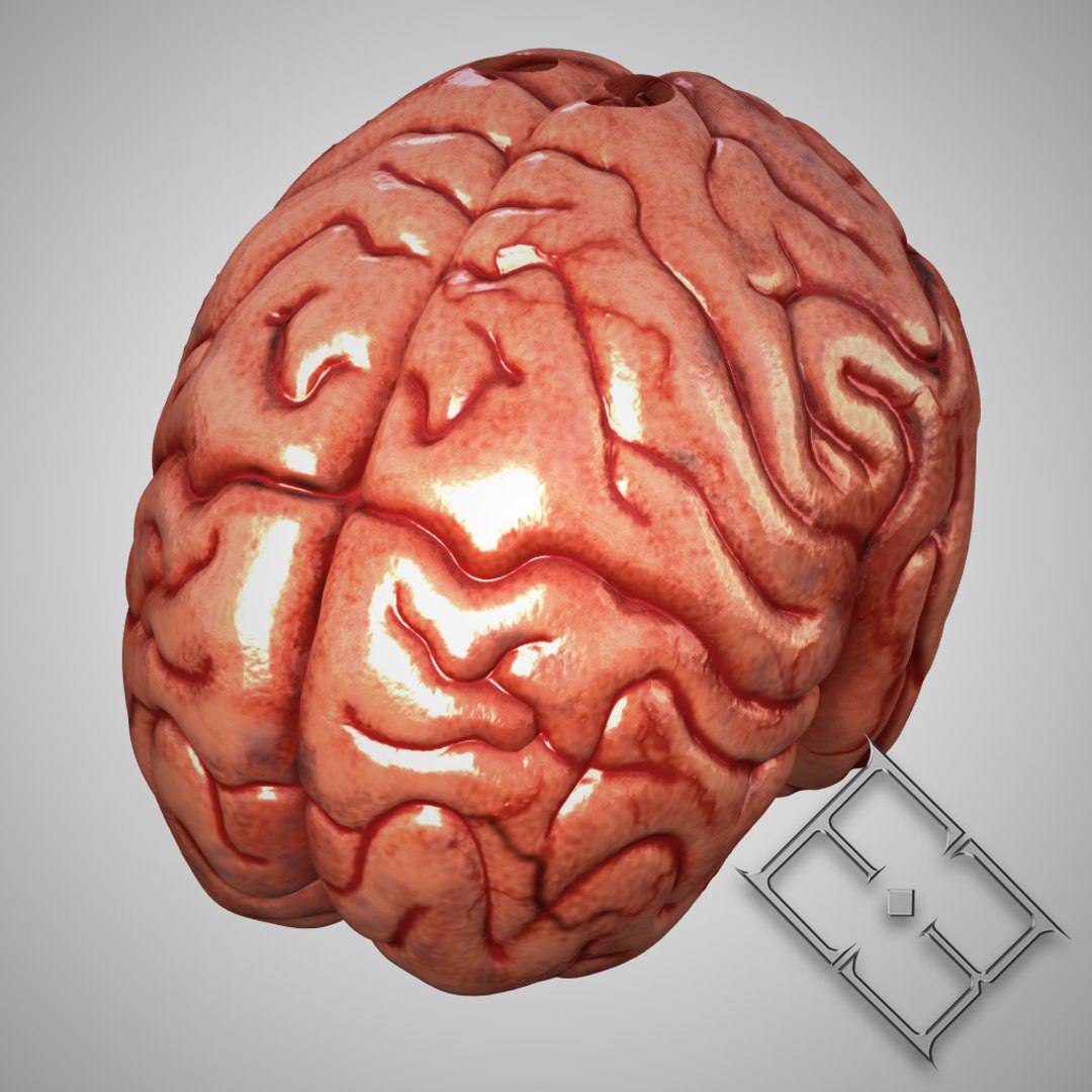 Human Brain Obj