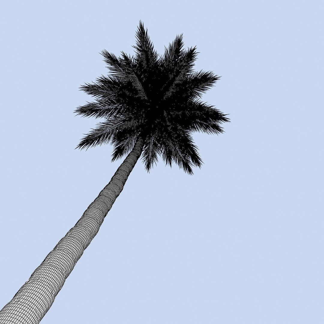 Max Coconut Palm Tree