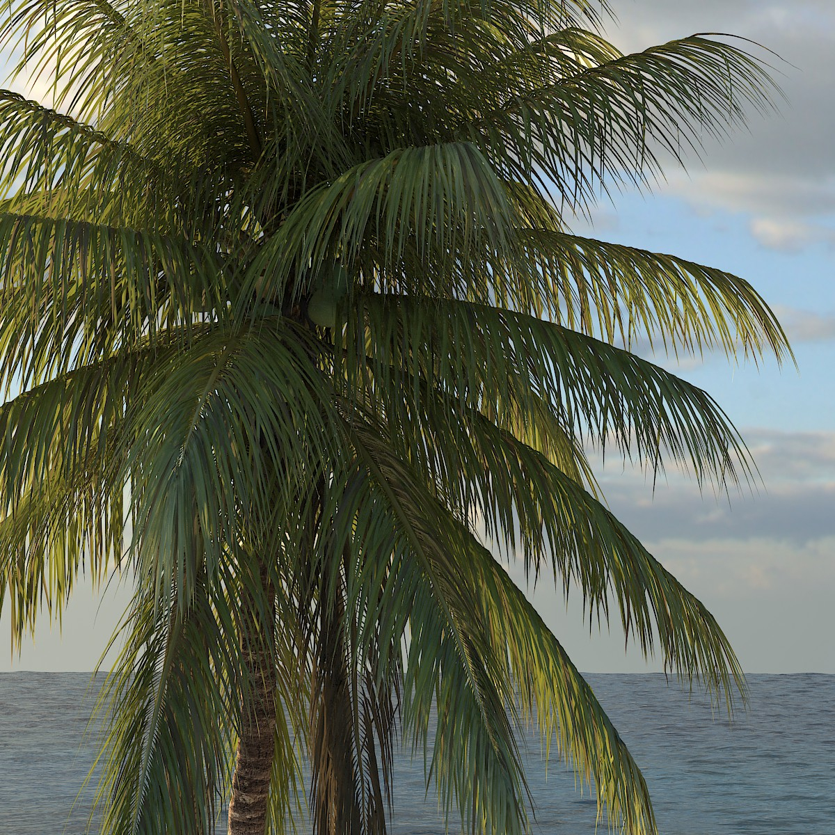 max coconut palm tree