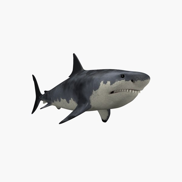 3D Megalodon Models | TurboSquid