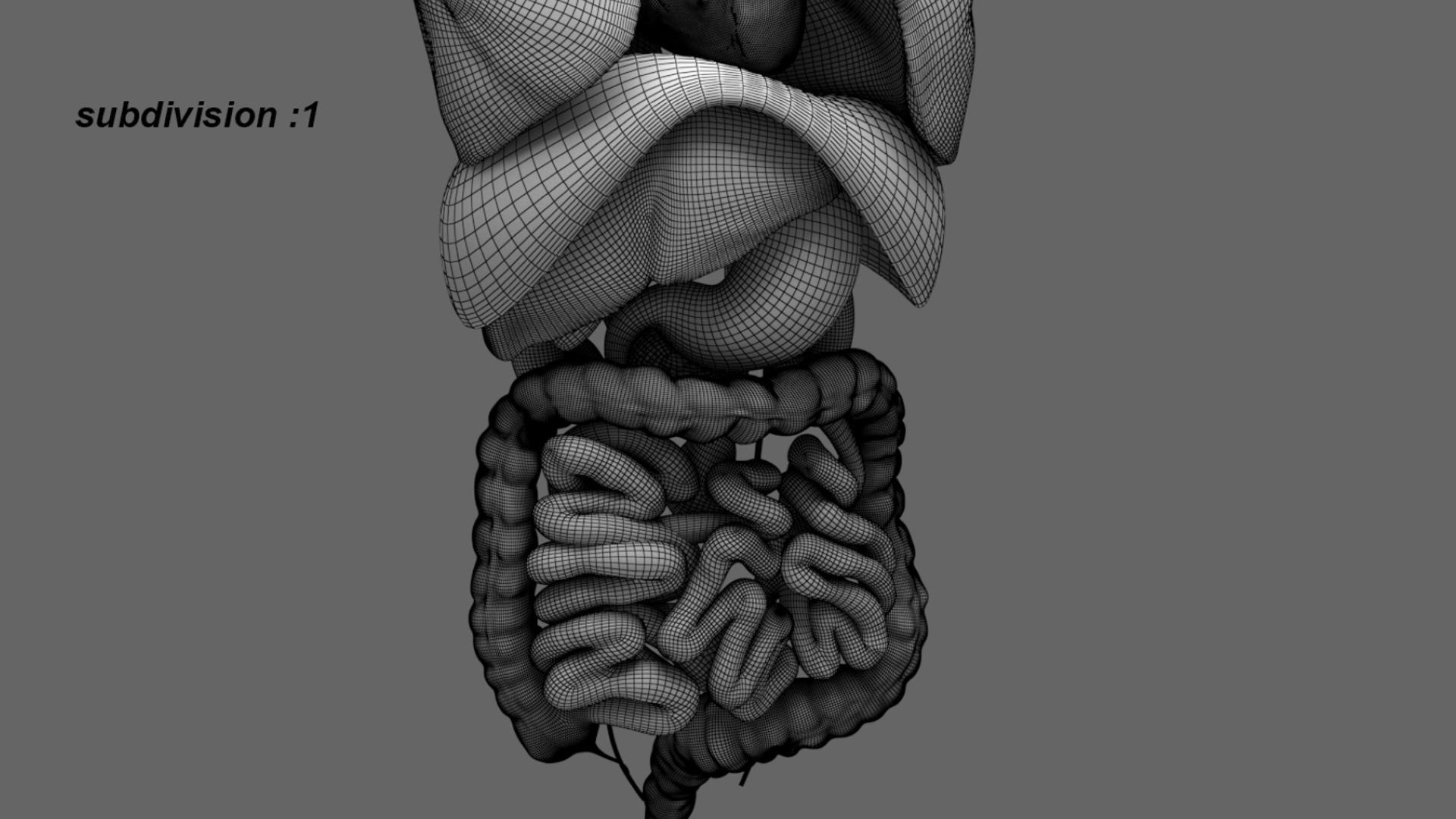 3D Human Internal Organs 3D Model - TurboSquid 2421938