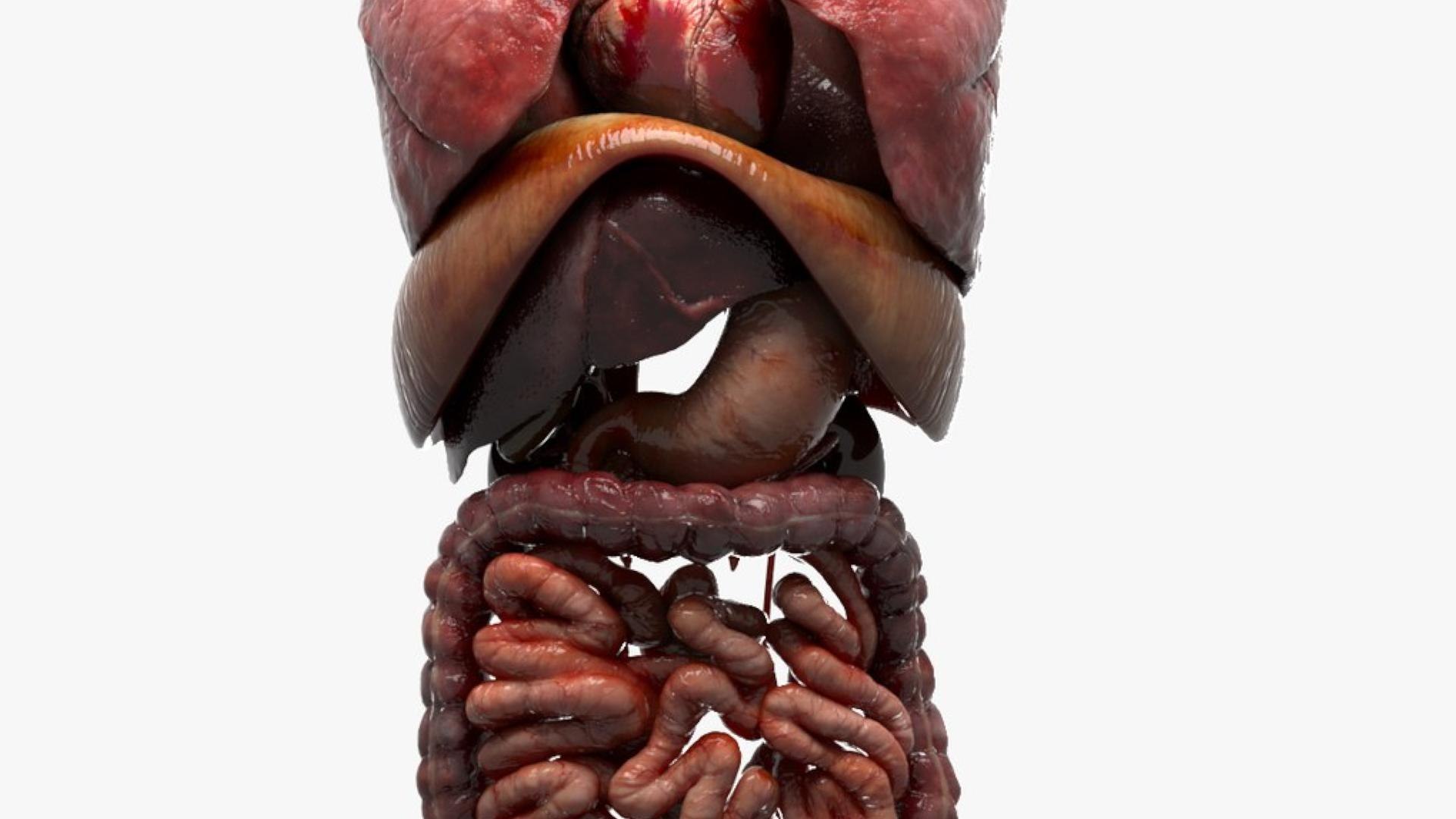 3D Human Internal Organs 3D Model - TurboSquid 2421938