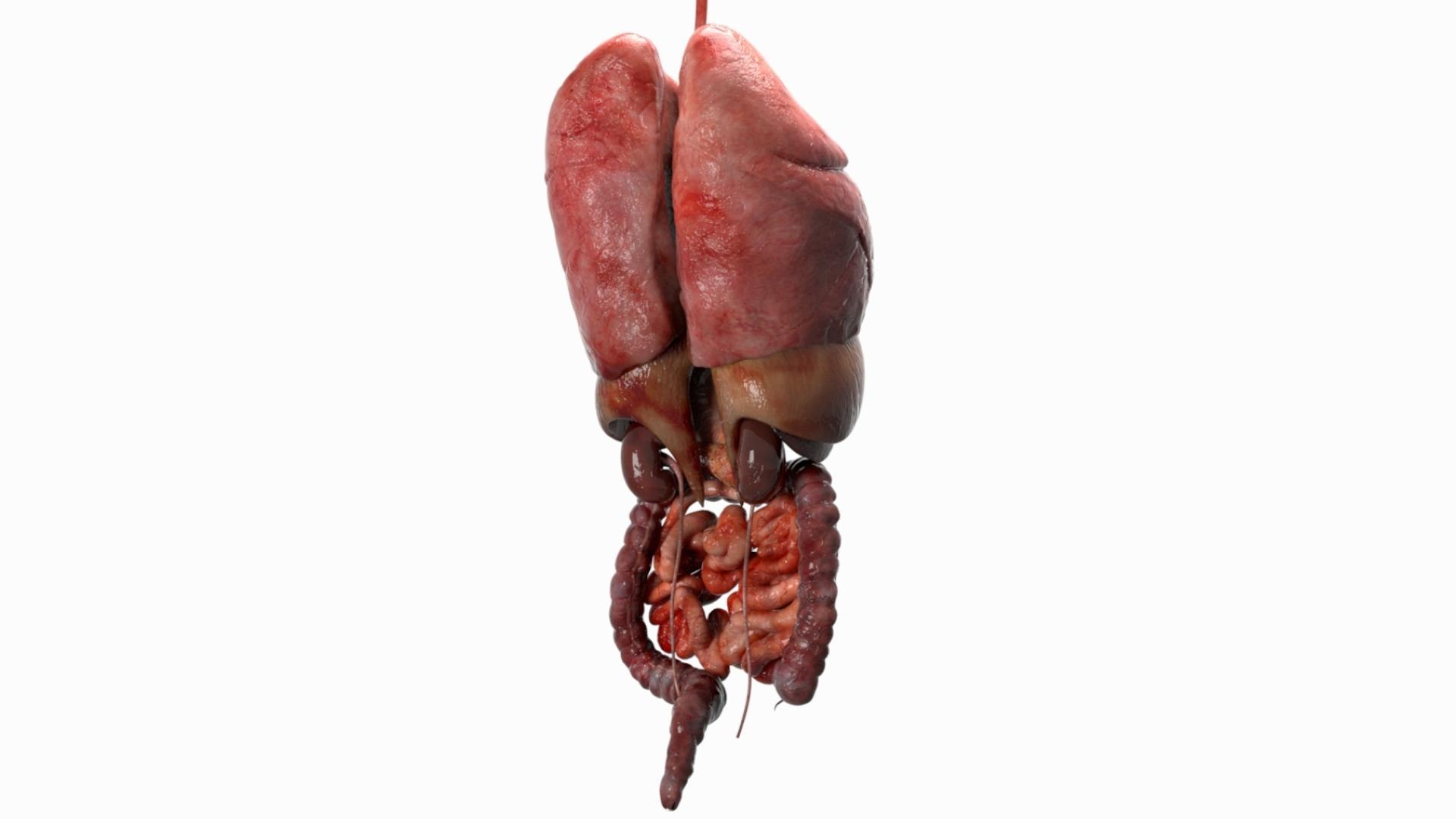 3D Human Internal Organs 3D Model - TurboSquid 2421938