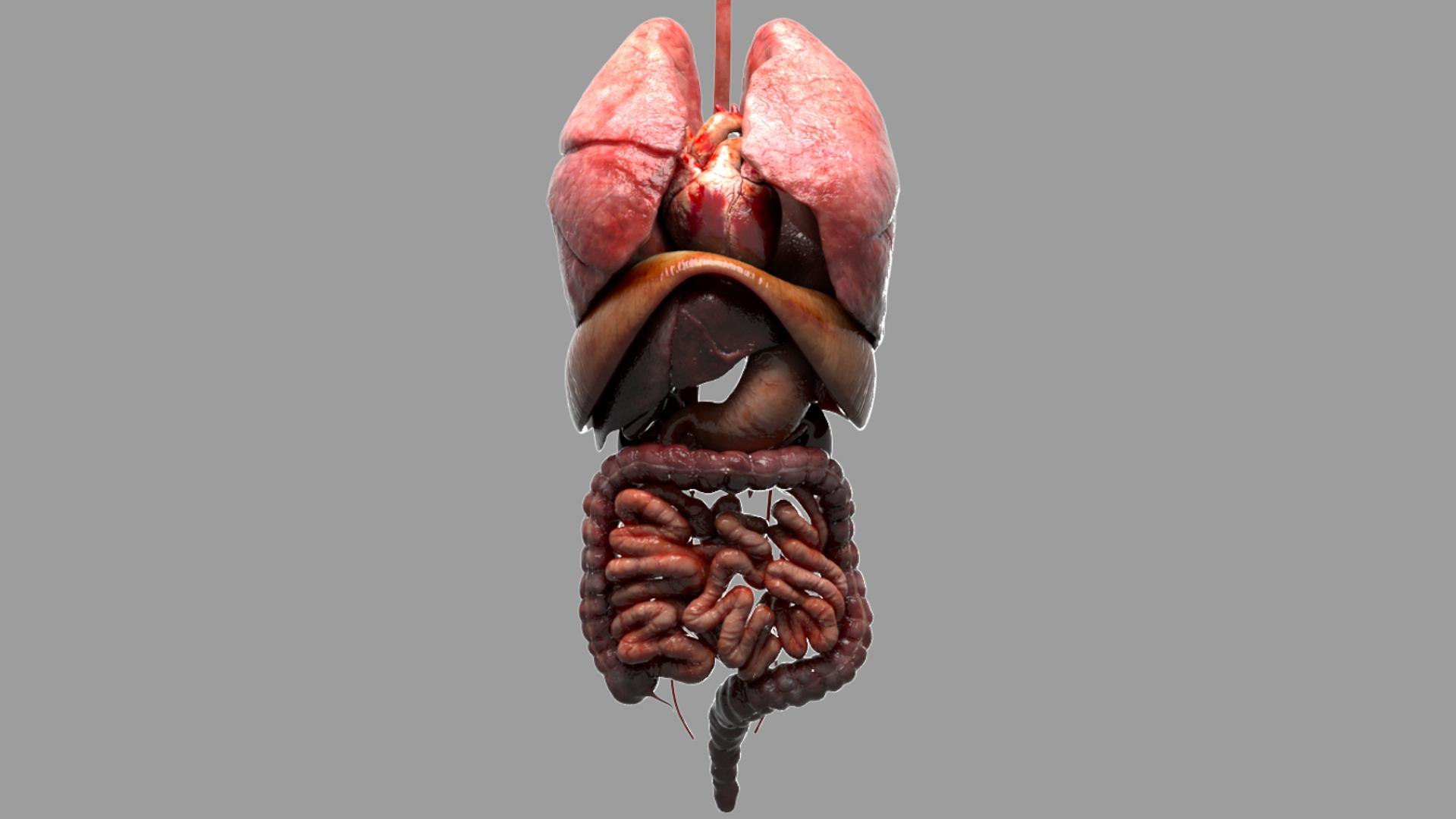 3D Human Internal Organs 3D Model - TurboSquid 2421938