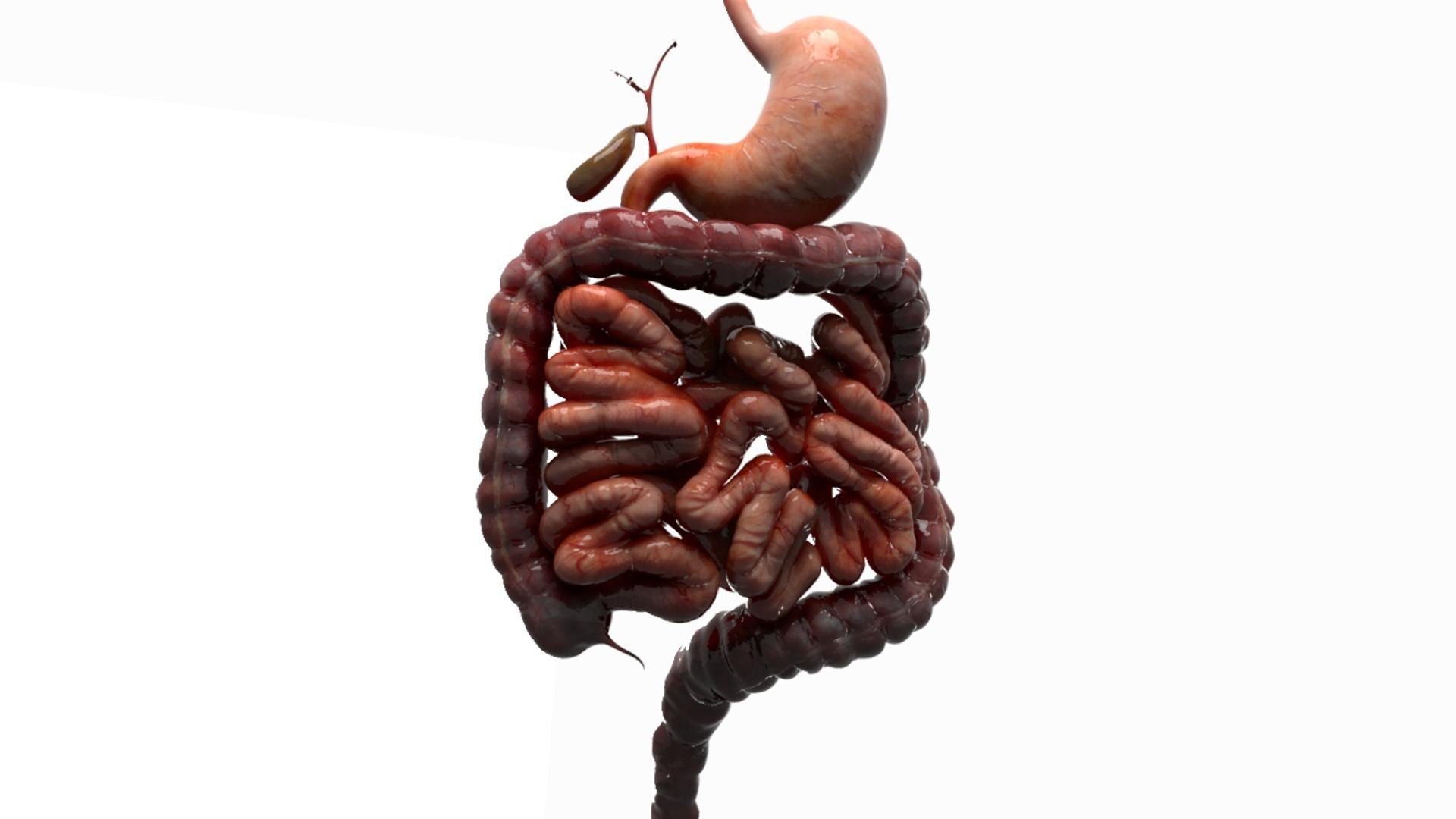 3D Human Internal Organs 3D Model - TurboSquid 2421938