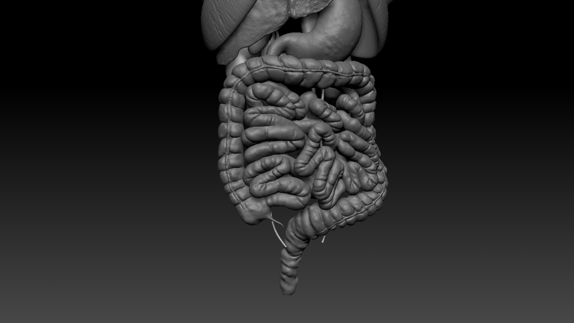 3D Human Internal Organs 3D Model - TurboSquid 2421938