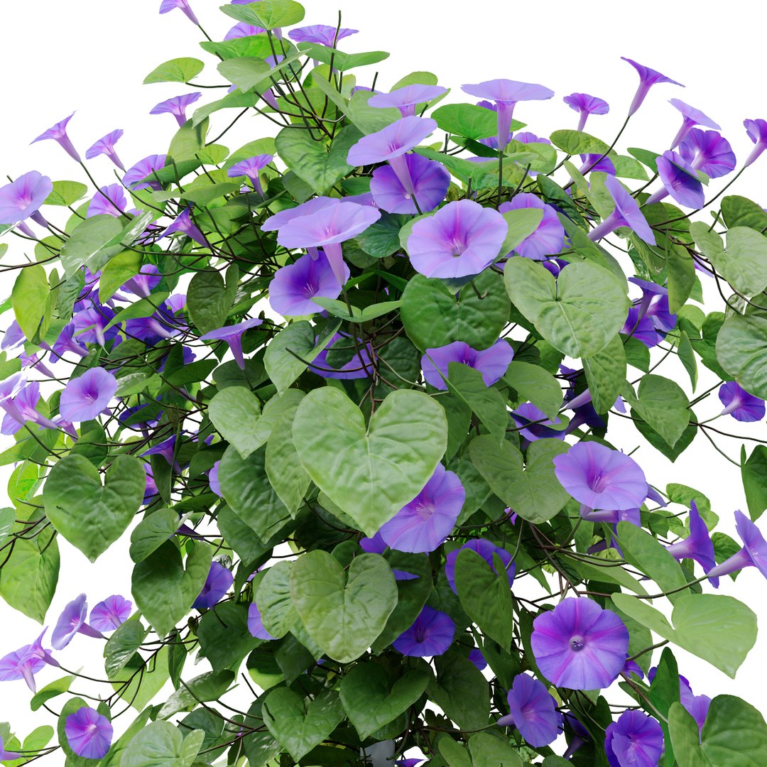 Ipomoea Indica 3D Model - TurboSquid 1972110