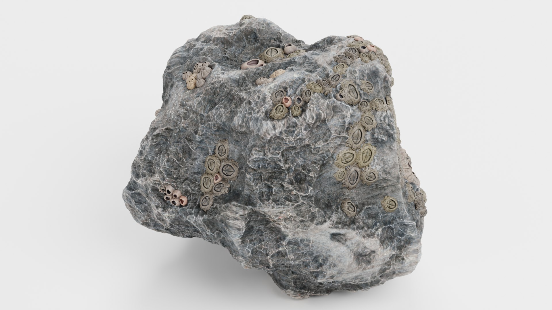 3D Rock With Barnacles Model - TurboSquid 2360351