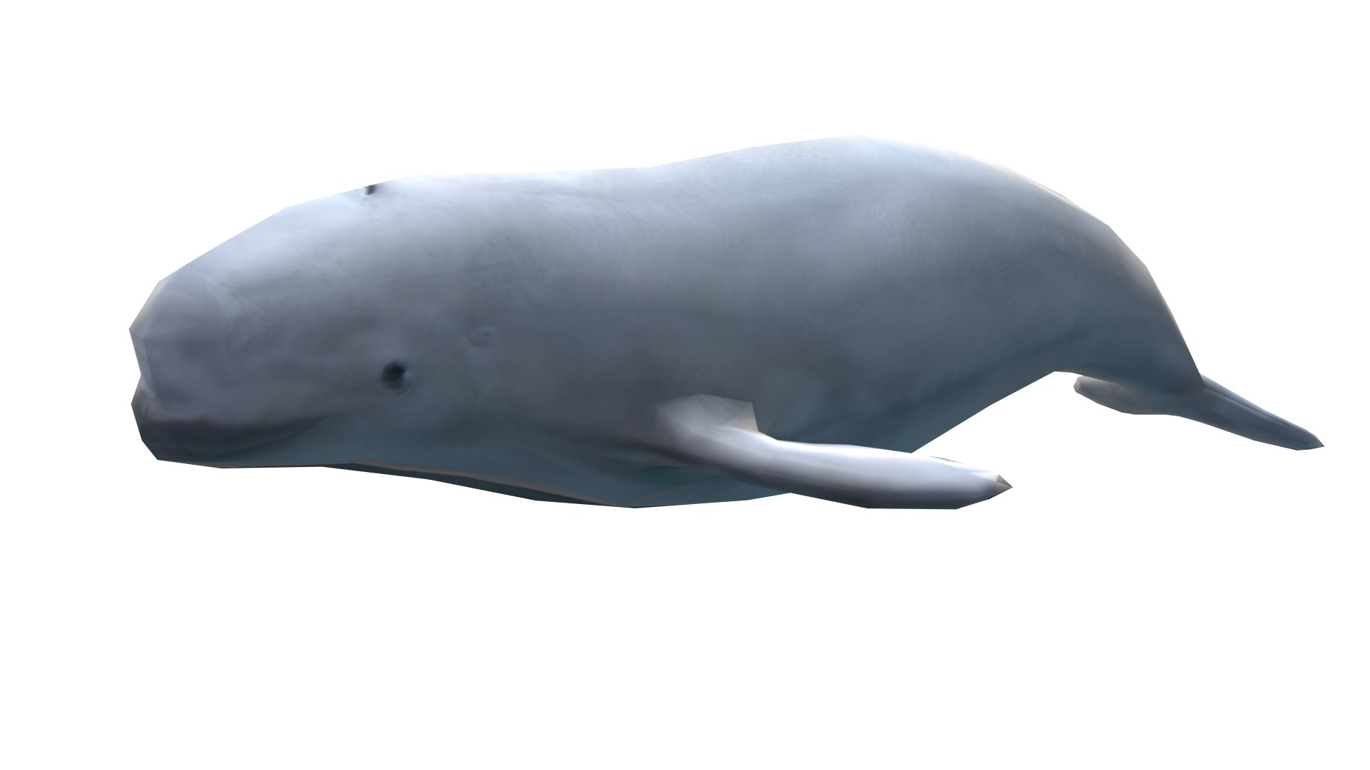 3D Beluga Whale Animal 3D Model - TurboSquid 2313591
