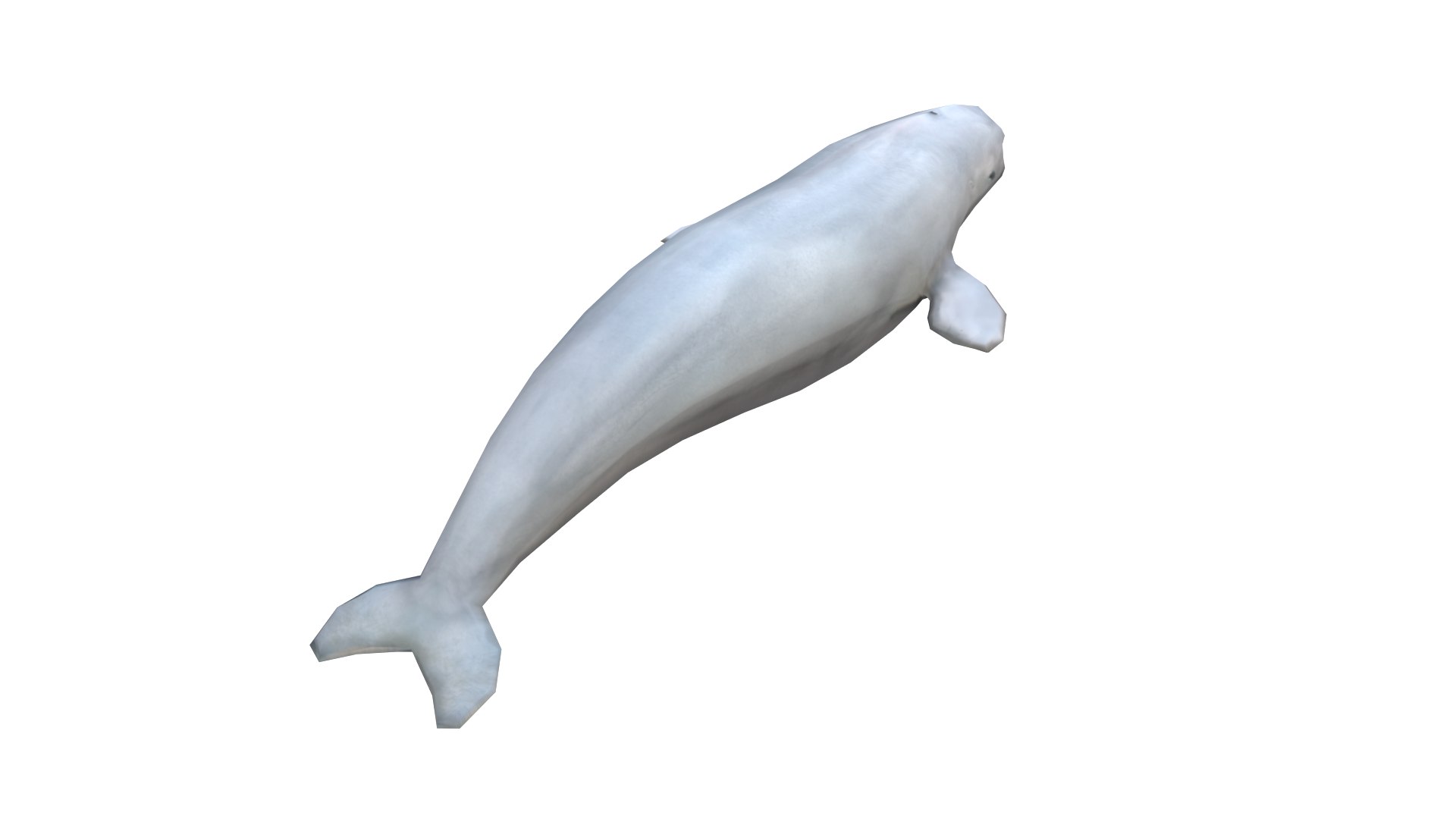 3D Beluga Whale Animal 3D Model - TurboSquid 2313591