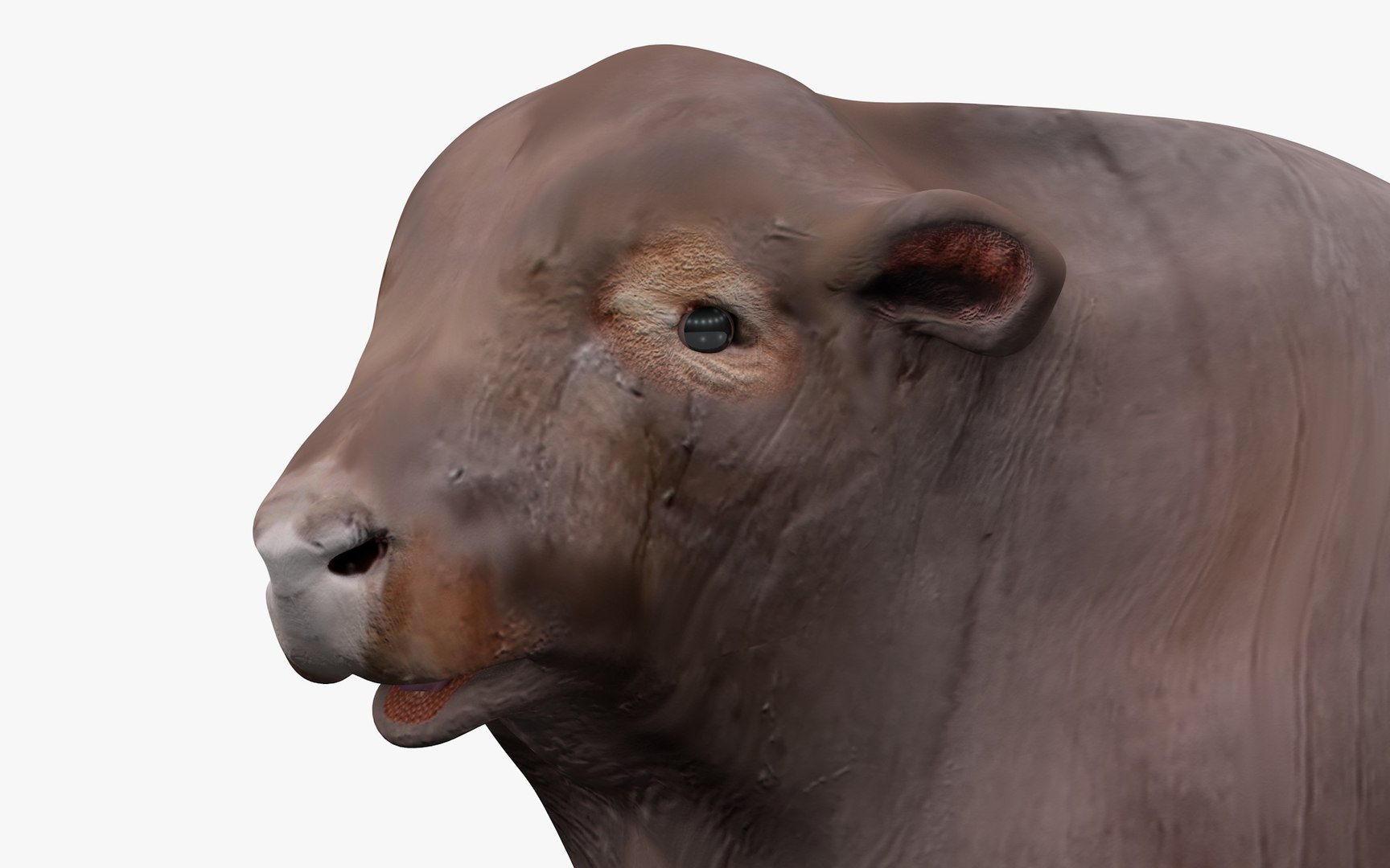 RED ANGUS Rigged L2094 3D model - TurboSquid 2154910