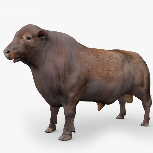 modelo 3d ANGUS ROJO Aparejado L2094 - TurboSquid 2154910