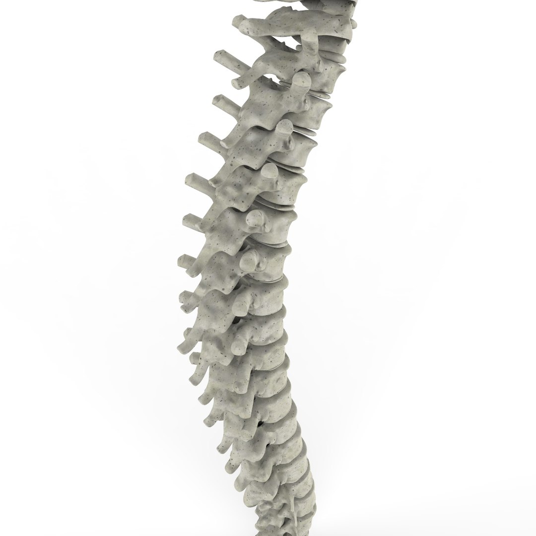 3d Ma Realistic Vertebral Column