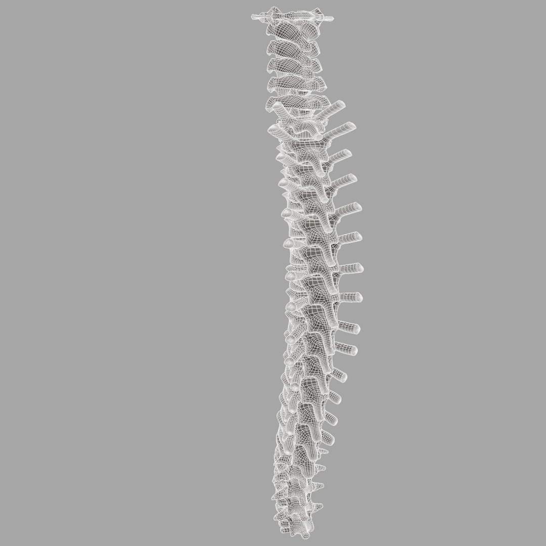 3d Ma Realistic Vertebral Column