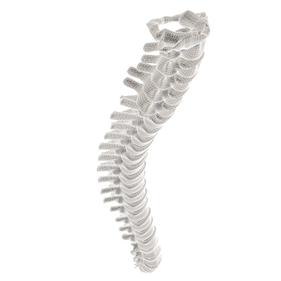3d Ma Realistic Vertebral Column