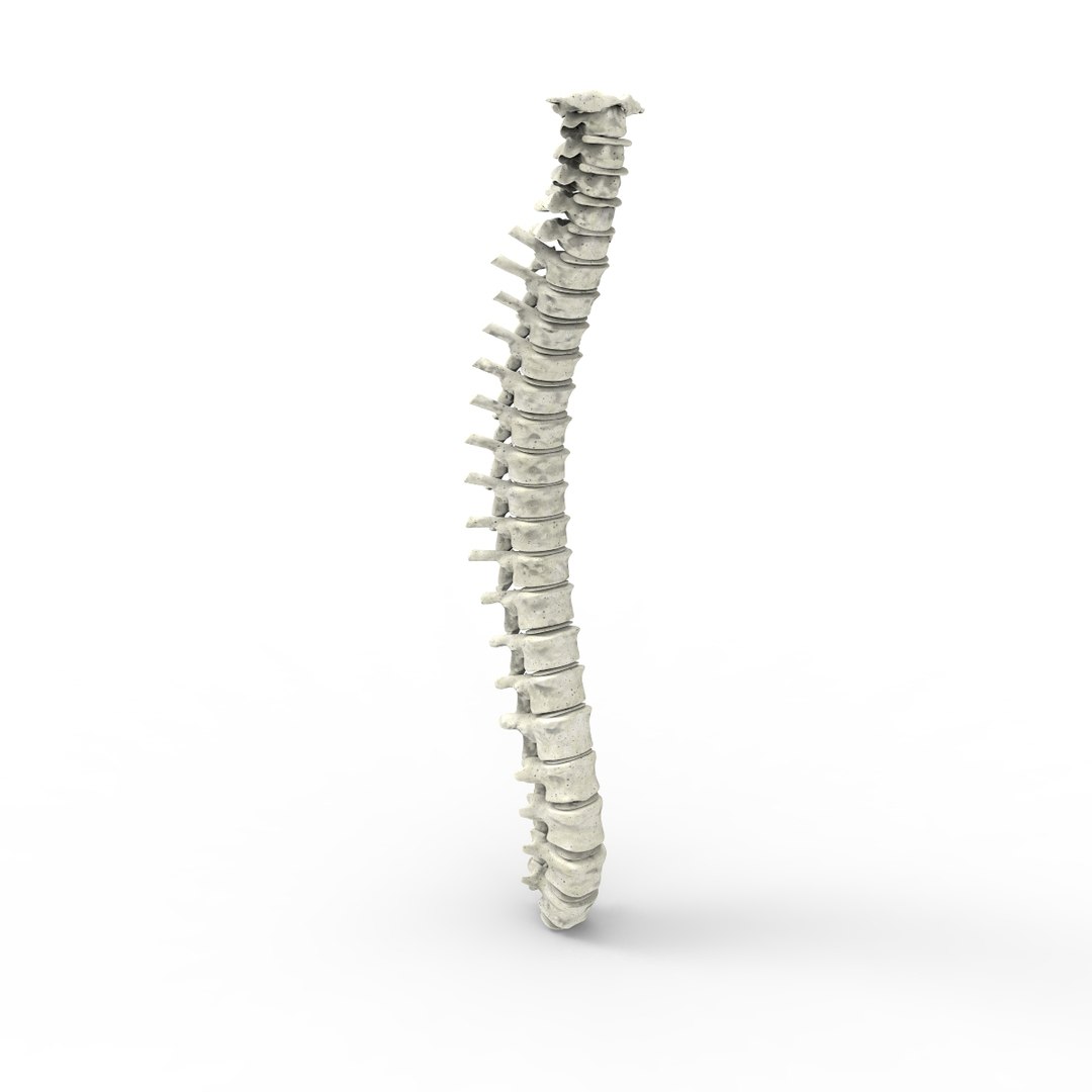 3d Ma Realistic Vertebral Column