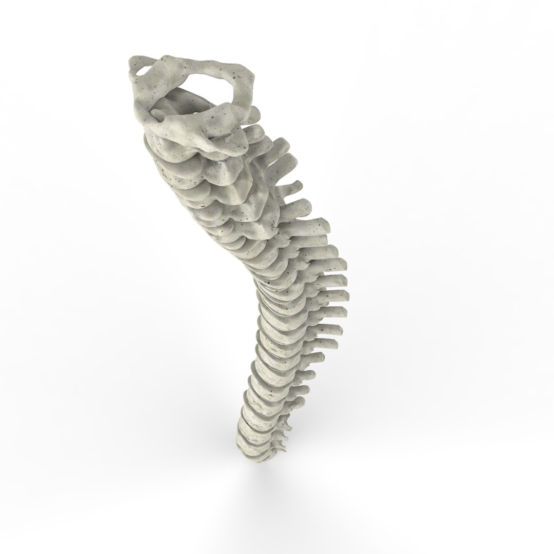 3d Ma Realistic Vertebral Column
