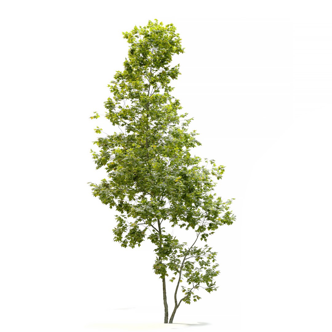 3D Coliseum Maple Model - TurboSquid 1955437