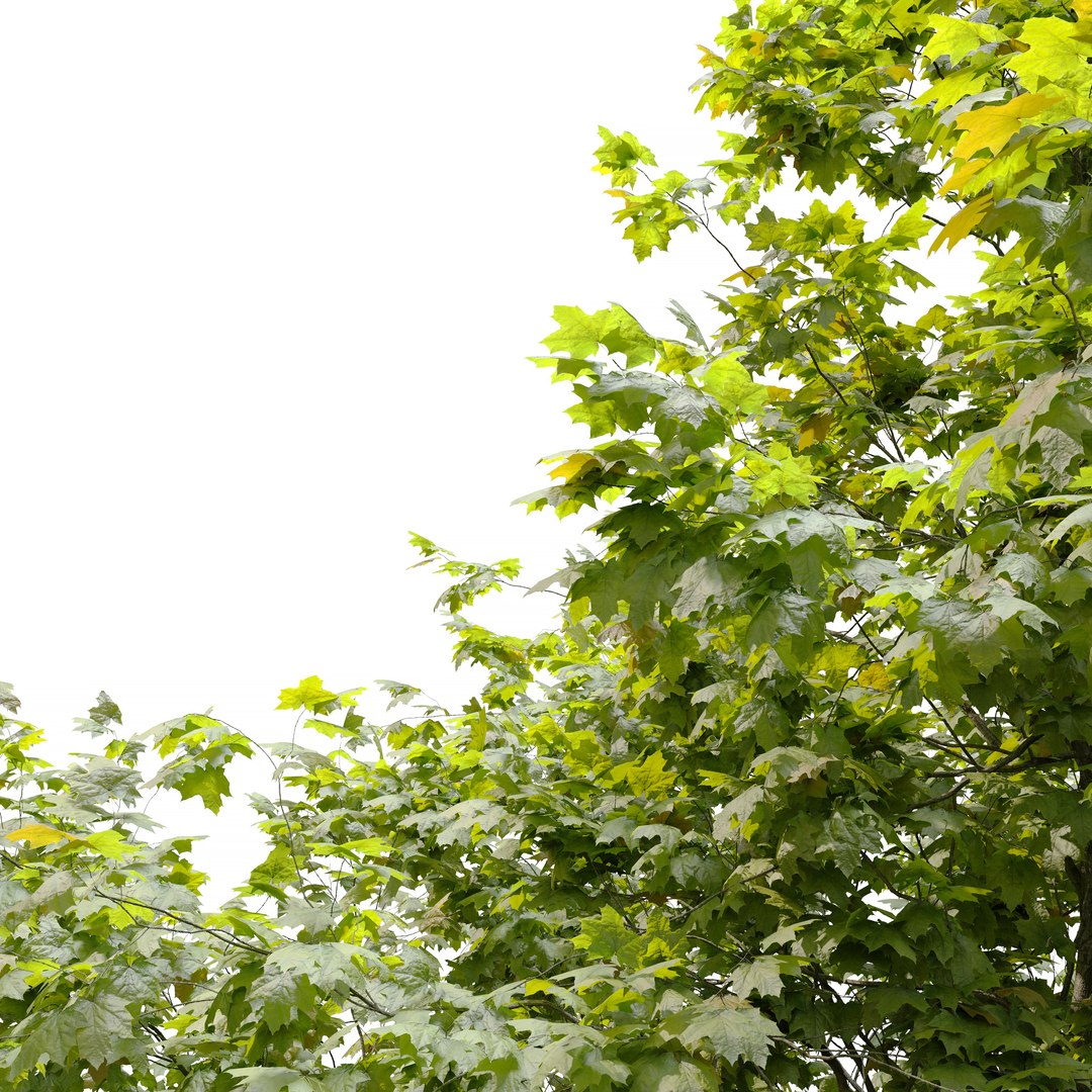 3D Coliseum Maple Model - TurboSquid 1955437