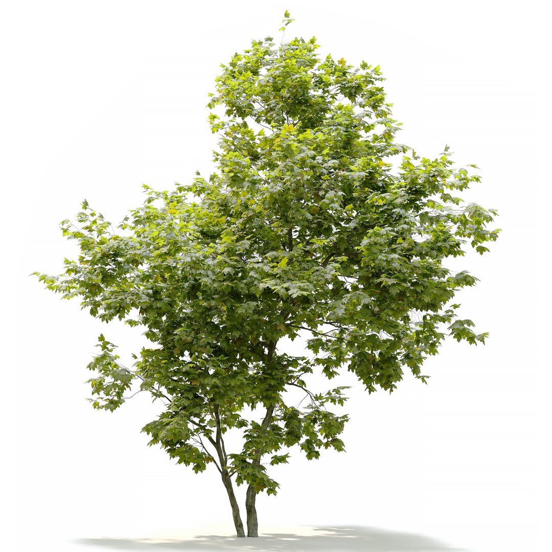 3D Coliseum Maple Model - TurboSquid 1955437