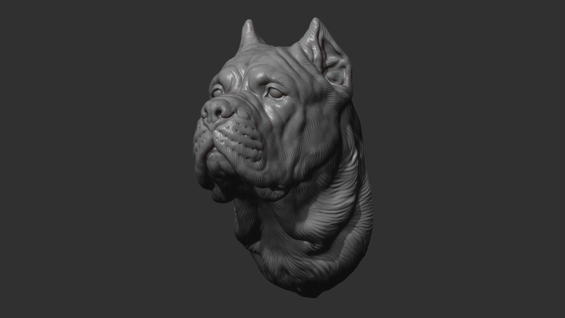 Canne Corso Dog 3D - TurboSquid 2181252