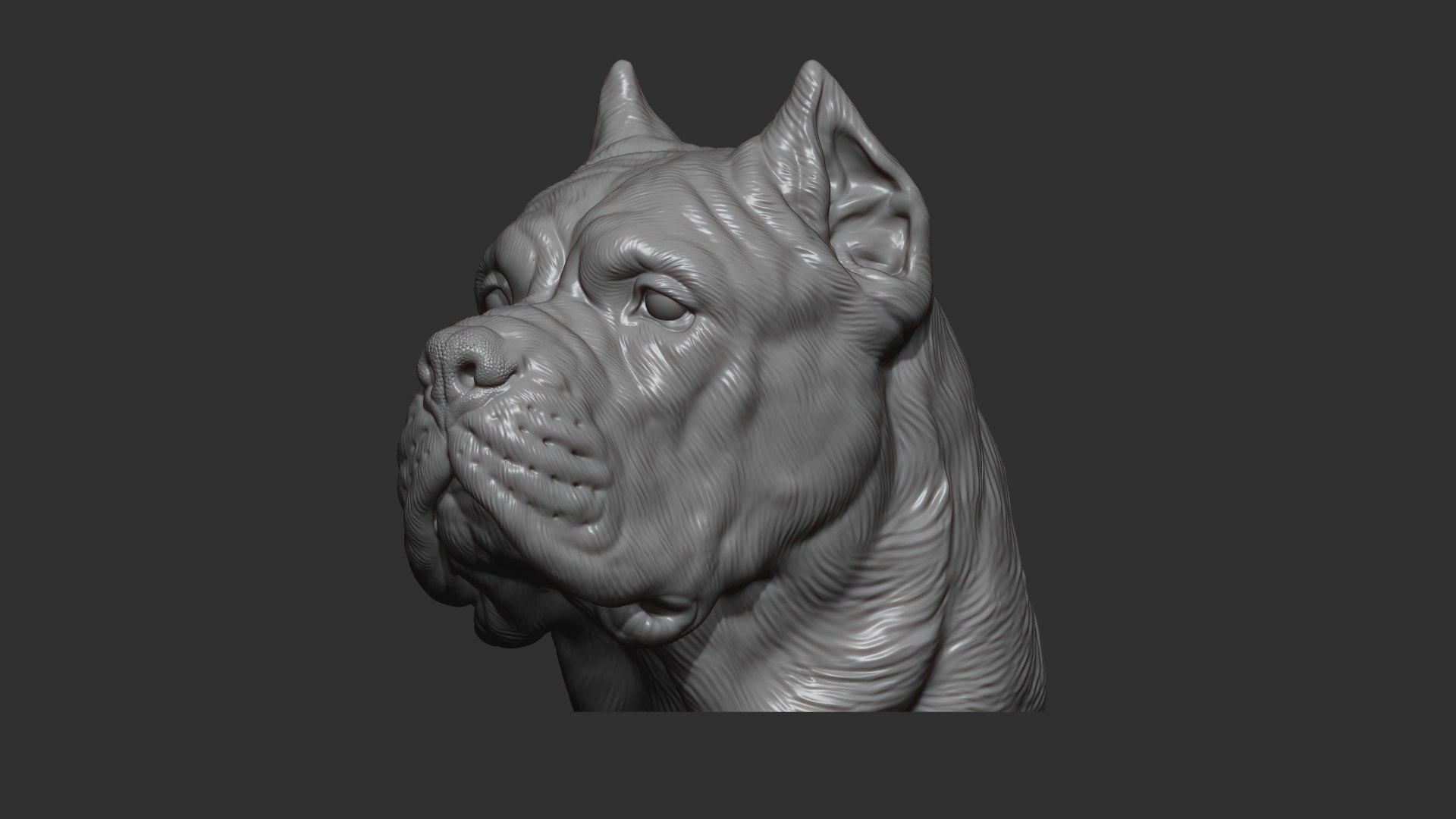 Canne Corso Dog 3D - TurboSquid 2181252